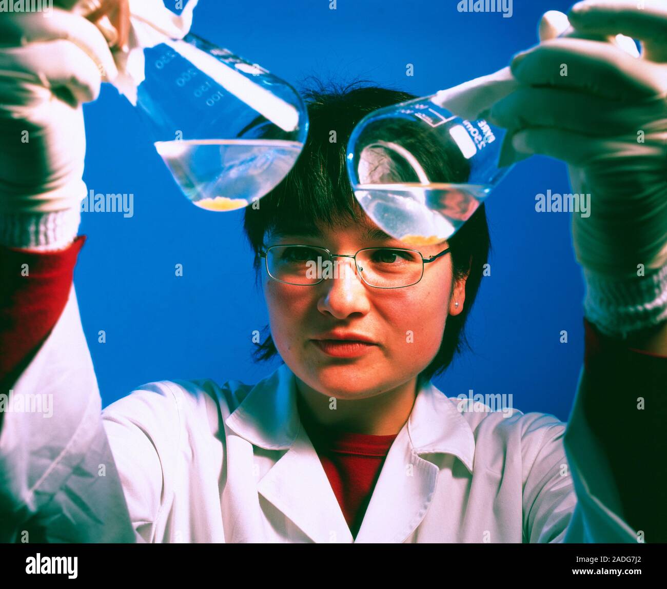 Biotechnology research. Scientist examining flasks of cultured rice ...
