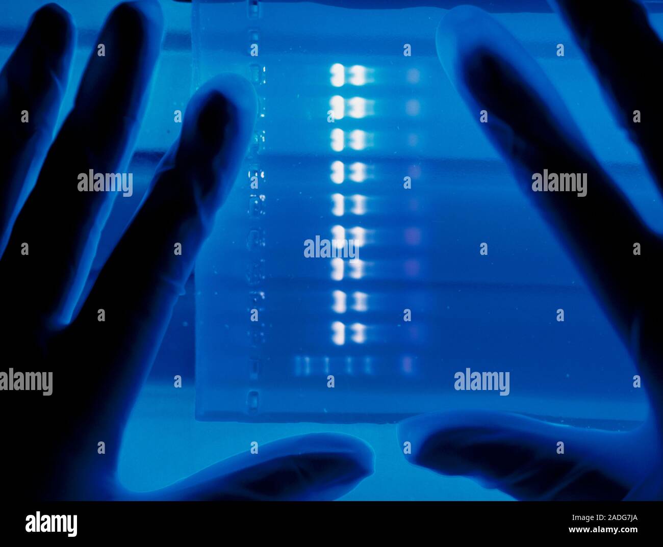 RNA electrophoresis. Gloved hands of a geneticist with an ...