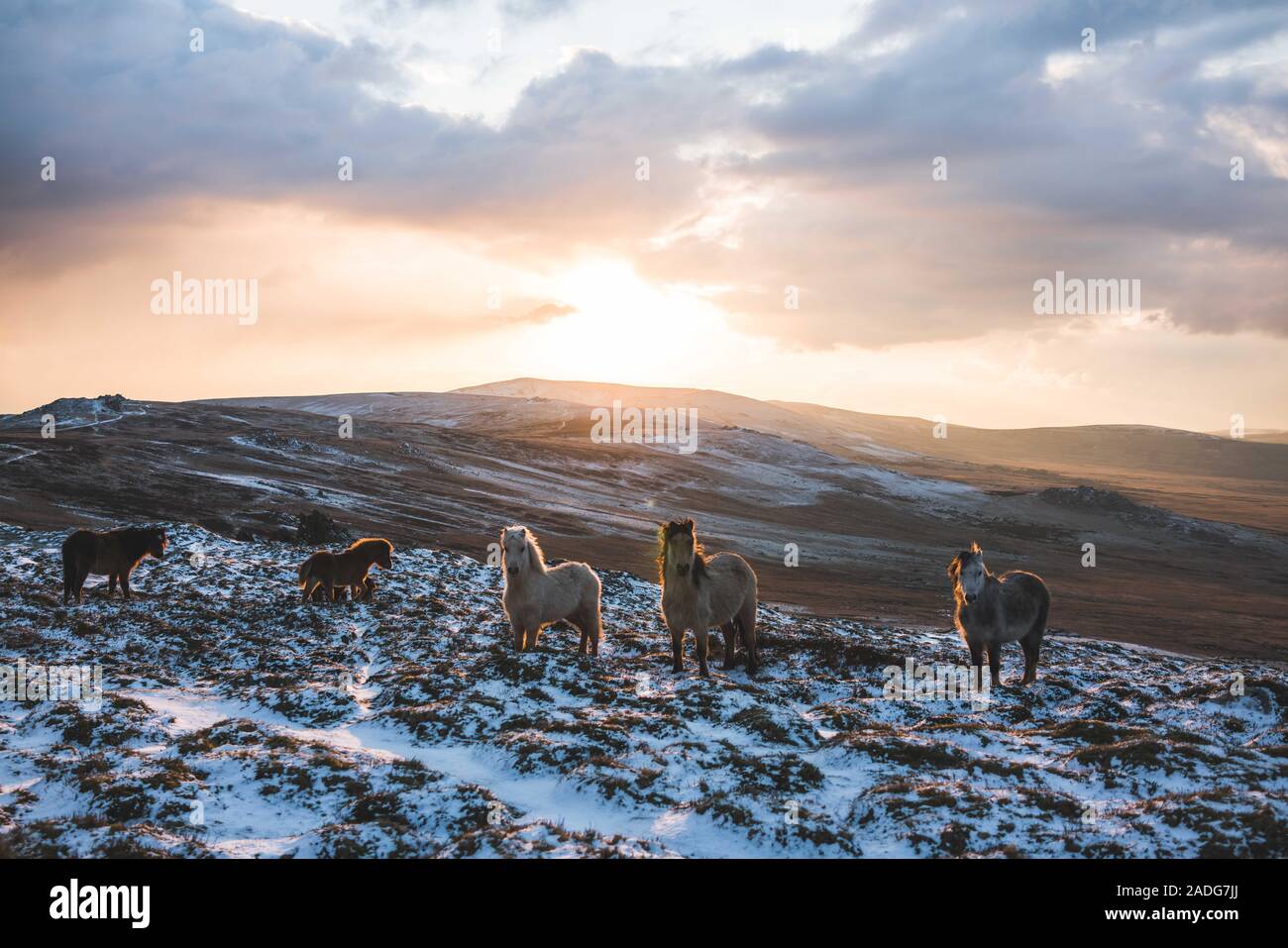 Preseli Mountain Ponies Stock Photo - Alamy