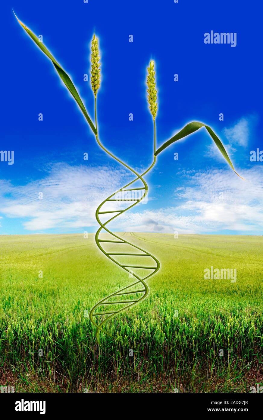 Genetically modified wheat. Conceptual computer artwork of a crop of ...