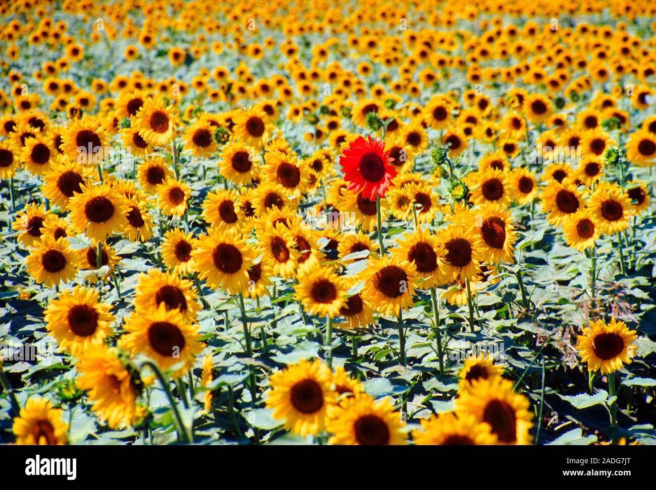 GM sunflower. Conceptual image representing the genetic modification of ...