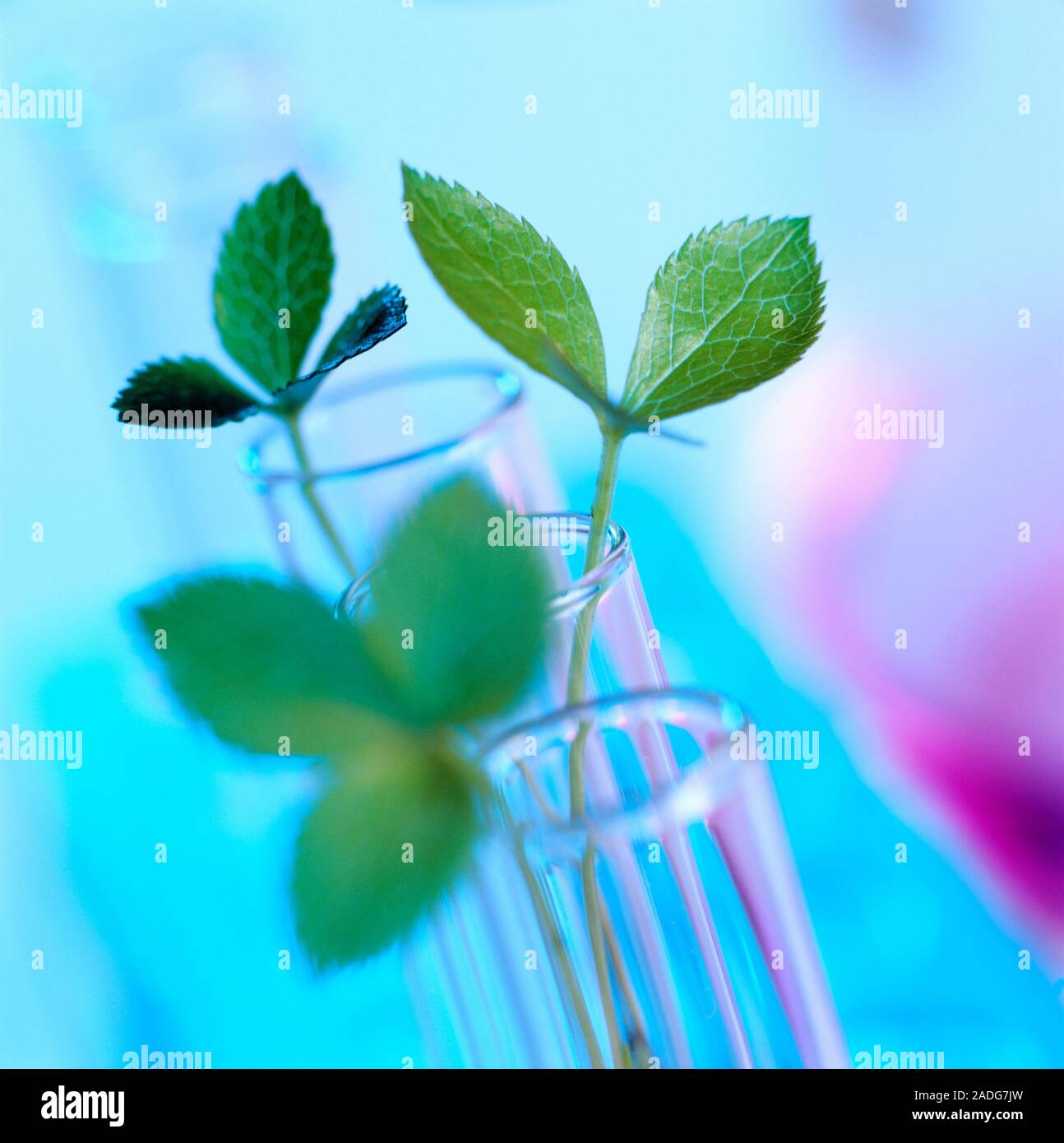 Plant biotechnology. Conceptual image of plants in test tubes. This ...
