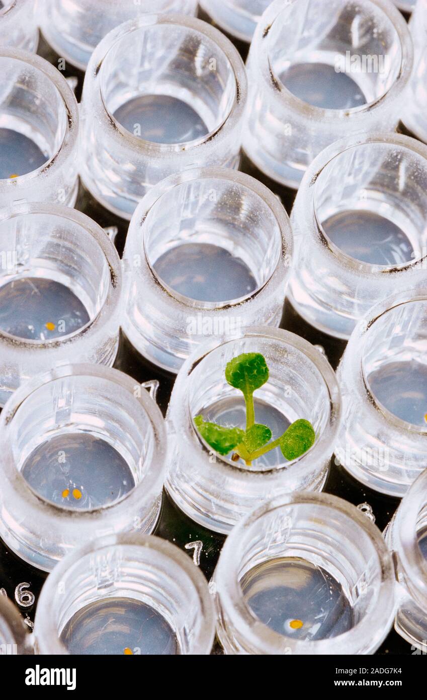 G.M. seedlings. Genetically modified seeds germinating in a controlled ...
