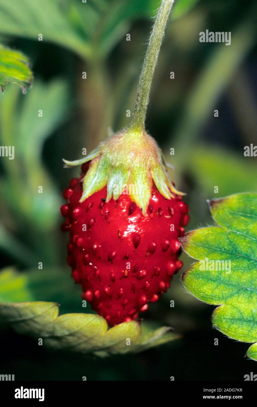 Transgenic wood strawberry (Fragaria vesca). Transgenic plants are ...