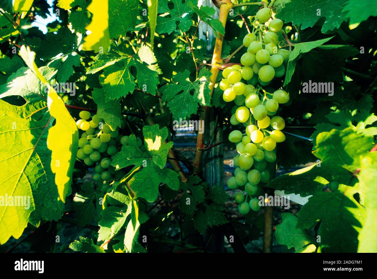 Transgenic grapes. Close-up of transgenic grapes (Vitis sp.) growing in ...