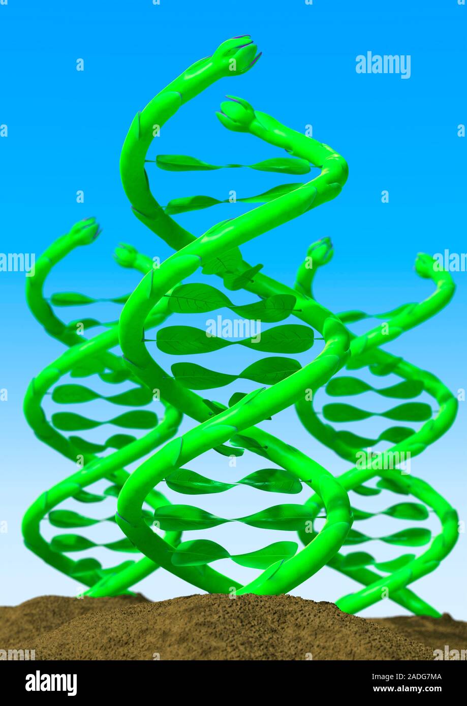 Genetically modified plants, conceptual artwork. Plant stems and leaves ...