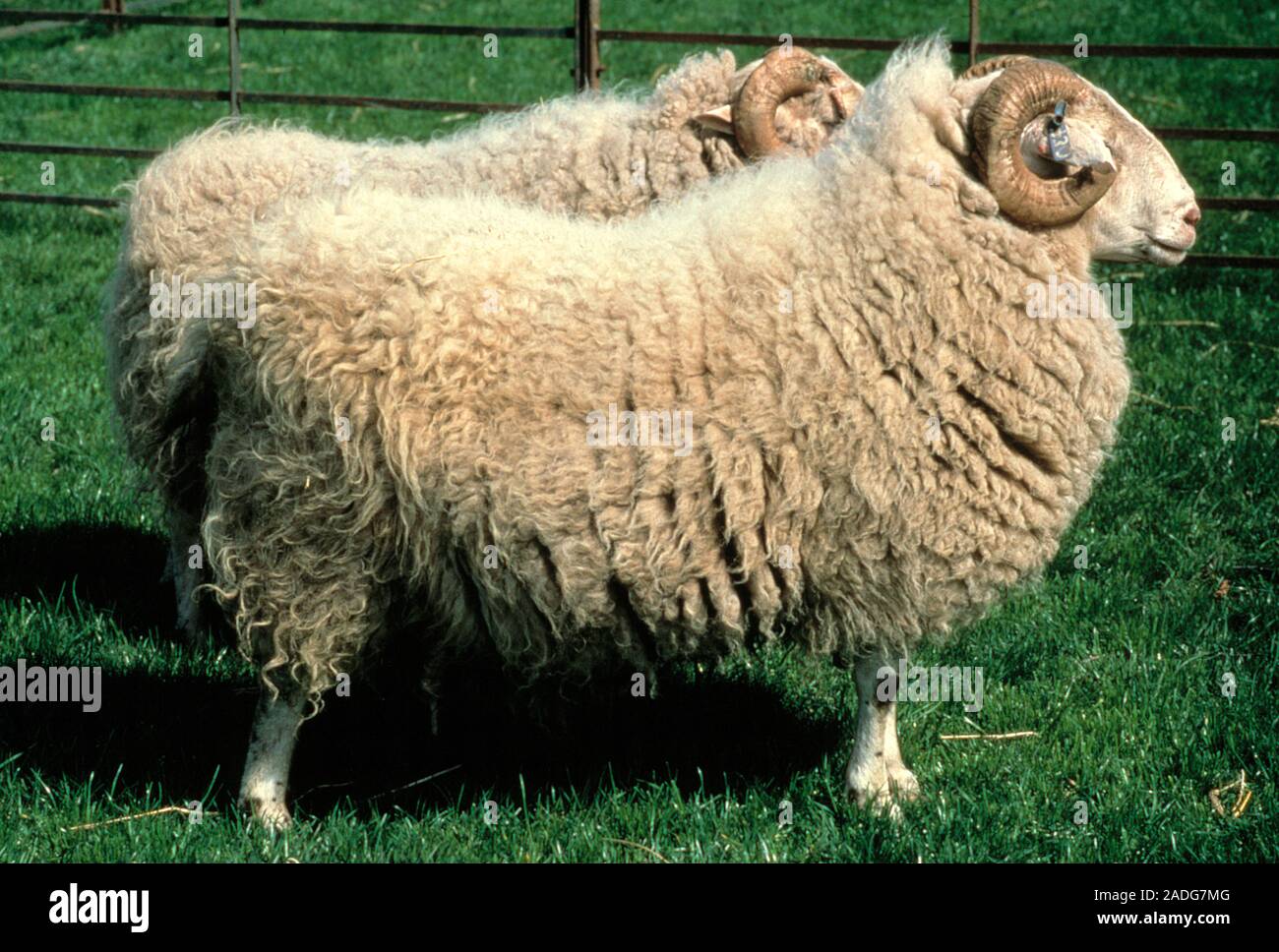 Transgenic sheep. Sheep with a human gene in their DNA. The gene is ...