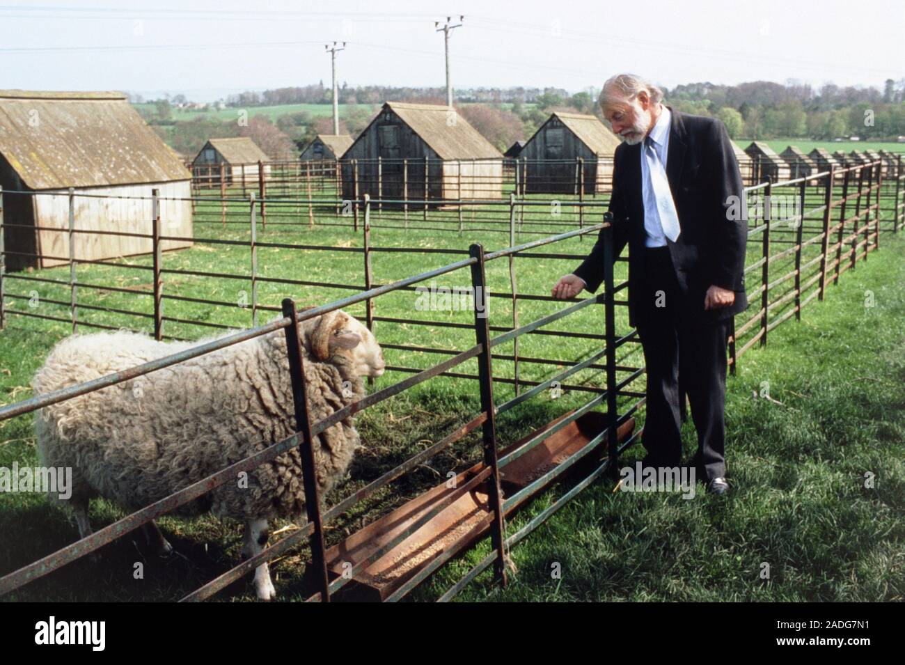 Transgenic sheep. A transgenic ram in its pen. This ram, called 'Dick ...