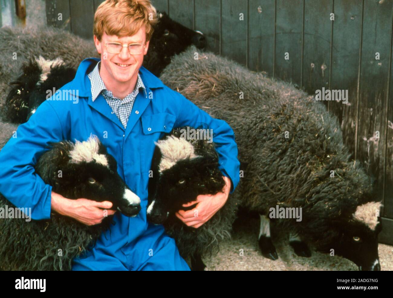Cloned sheep. Veterinary scientist with five genetically-identical ...
