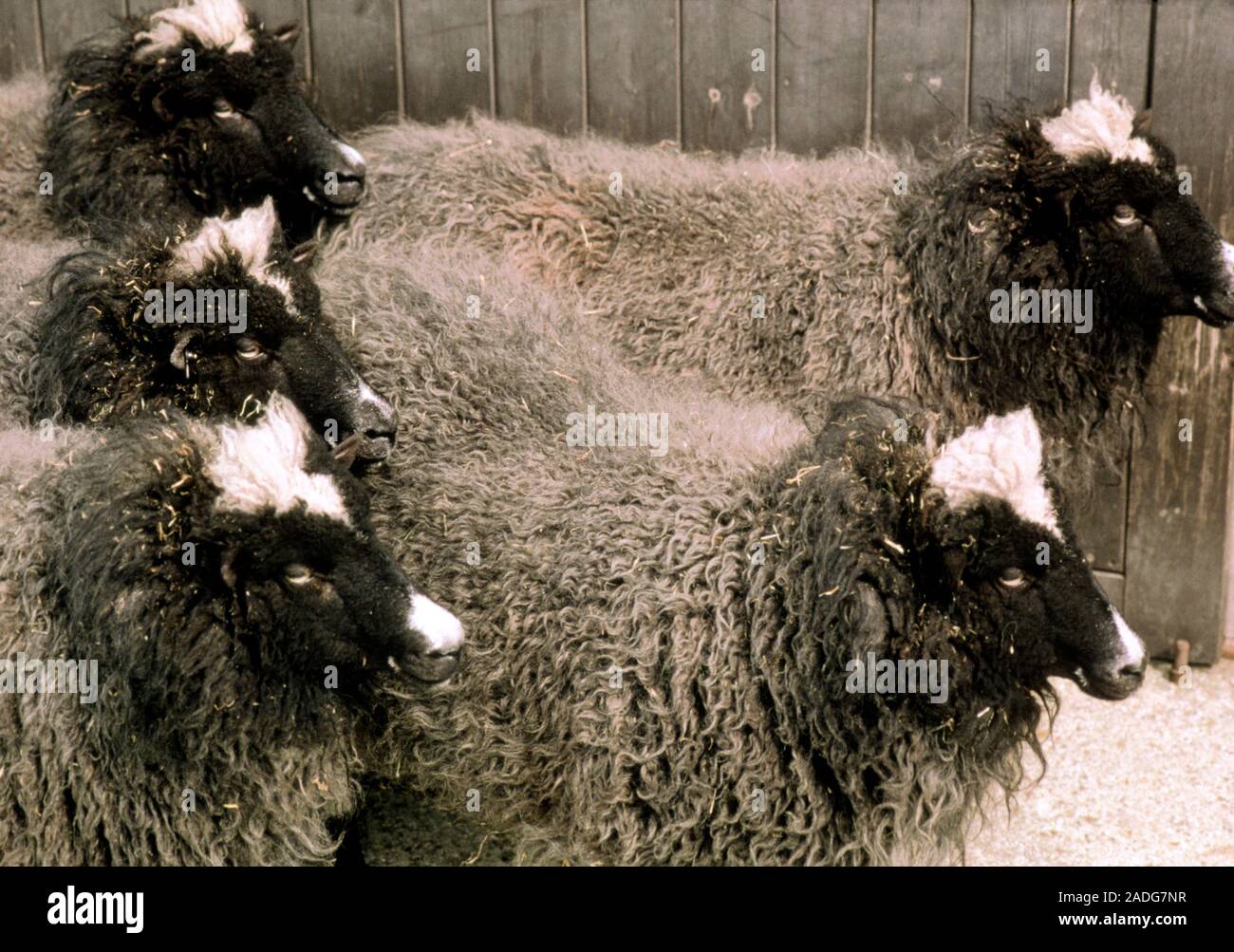 Cloned sheep. Five genetically-identical cloned sheep. Clones can be ...