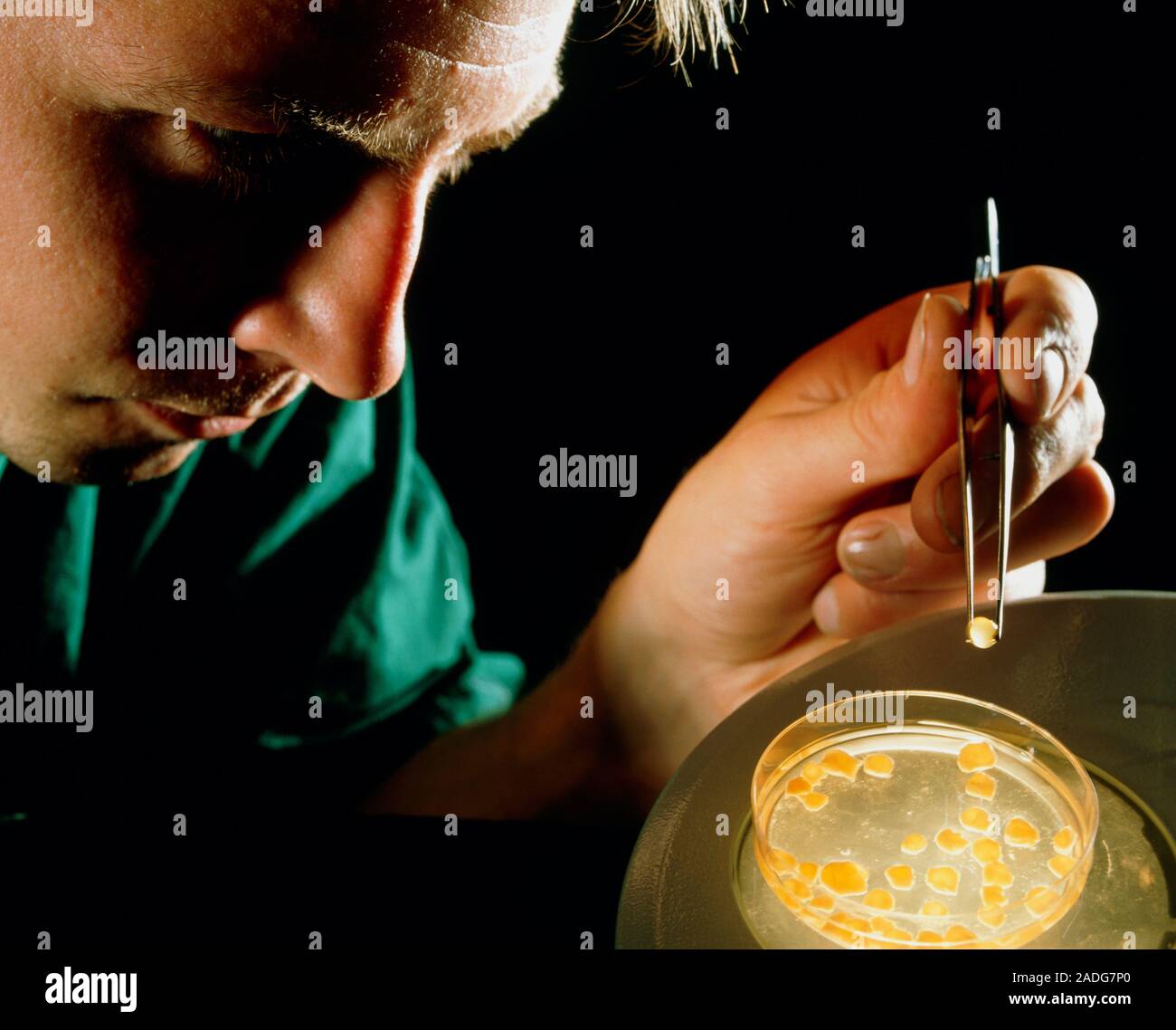 Animal biotechnology. Embryologist removing cow ovarian follicles from ...