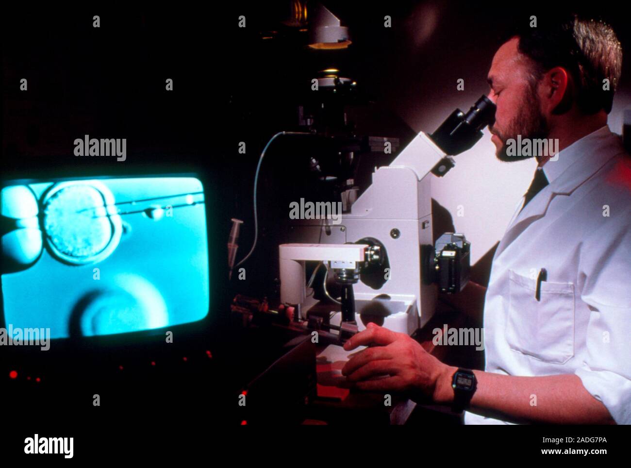 Dolly" cloning technique. Researcher at a light microscope injects a ...