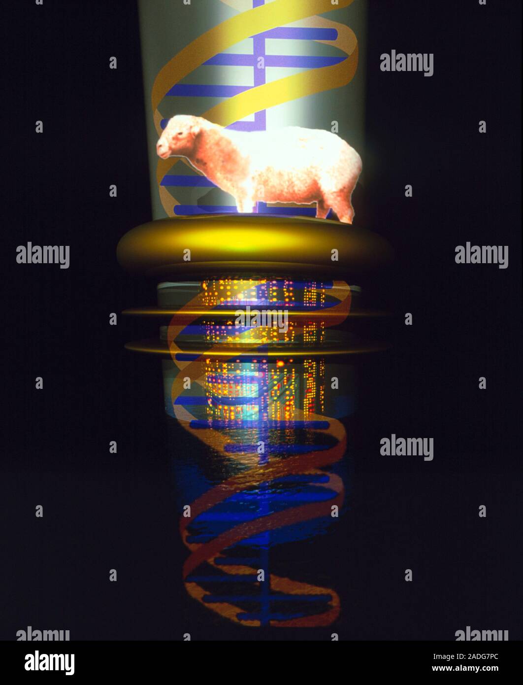 Sheep clone. Abstract computer artwork of a cloned sheep in a test tube ...