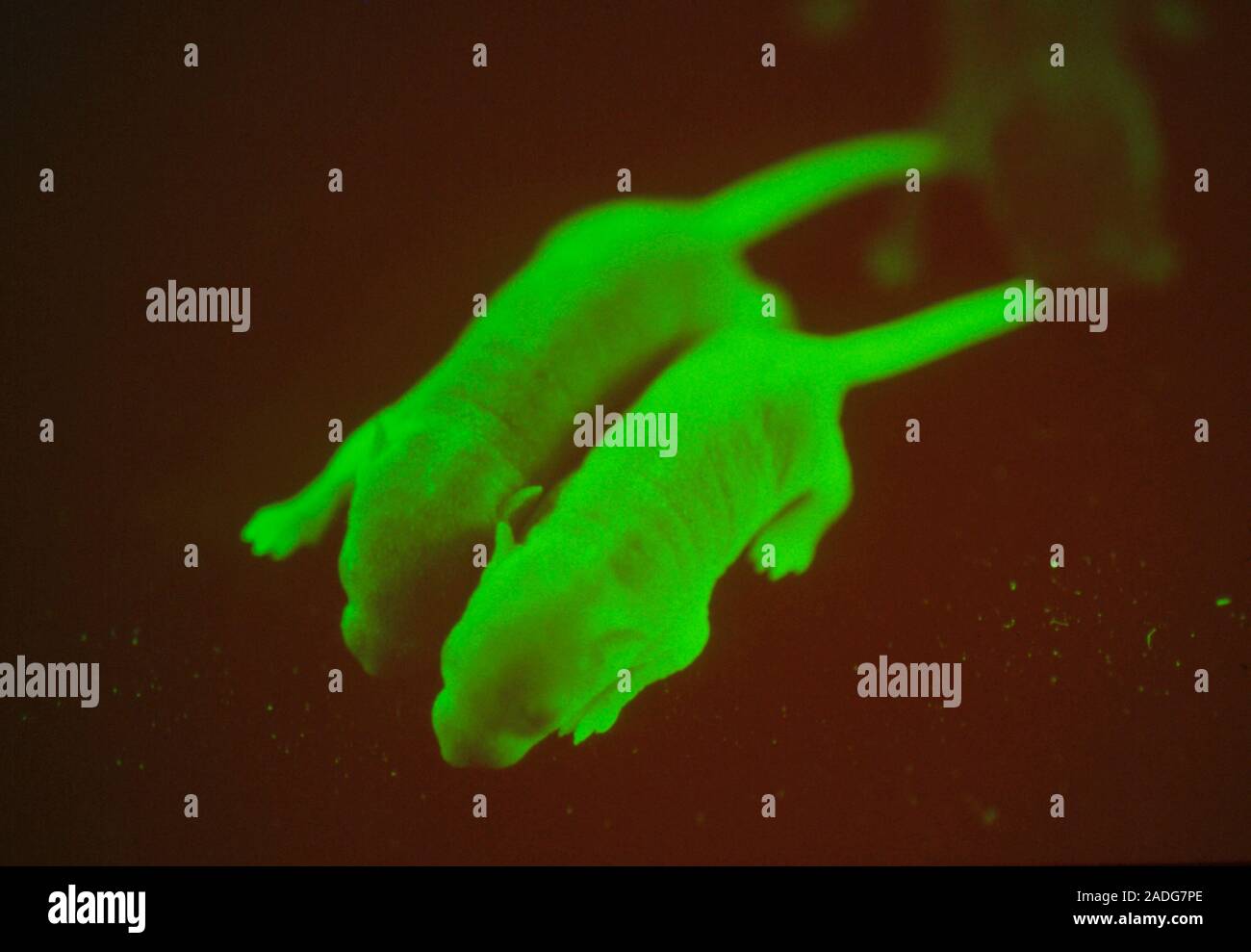 Fluorescent transgenic mice. Green glowing baby mice that have a ...