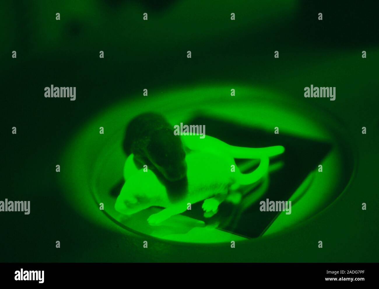 Fluorescent transgenic mice. Green glowing baby mice that have a ...
