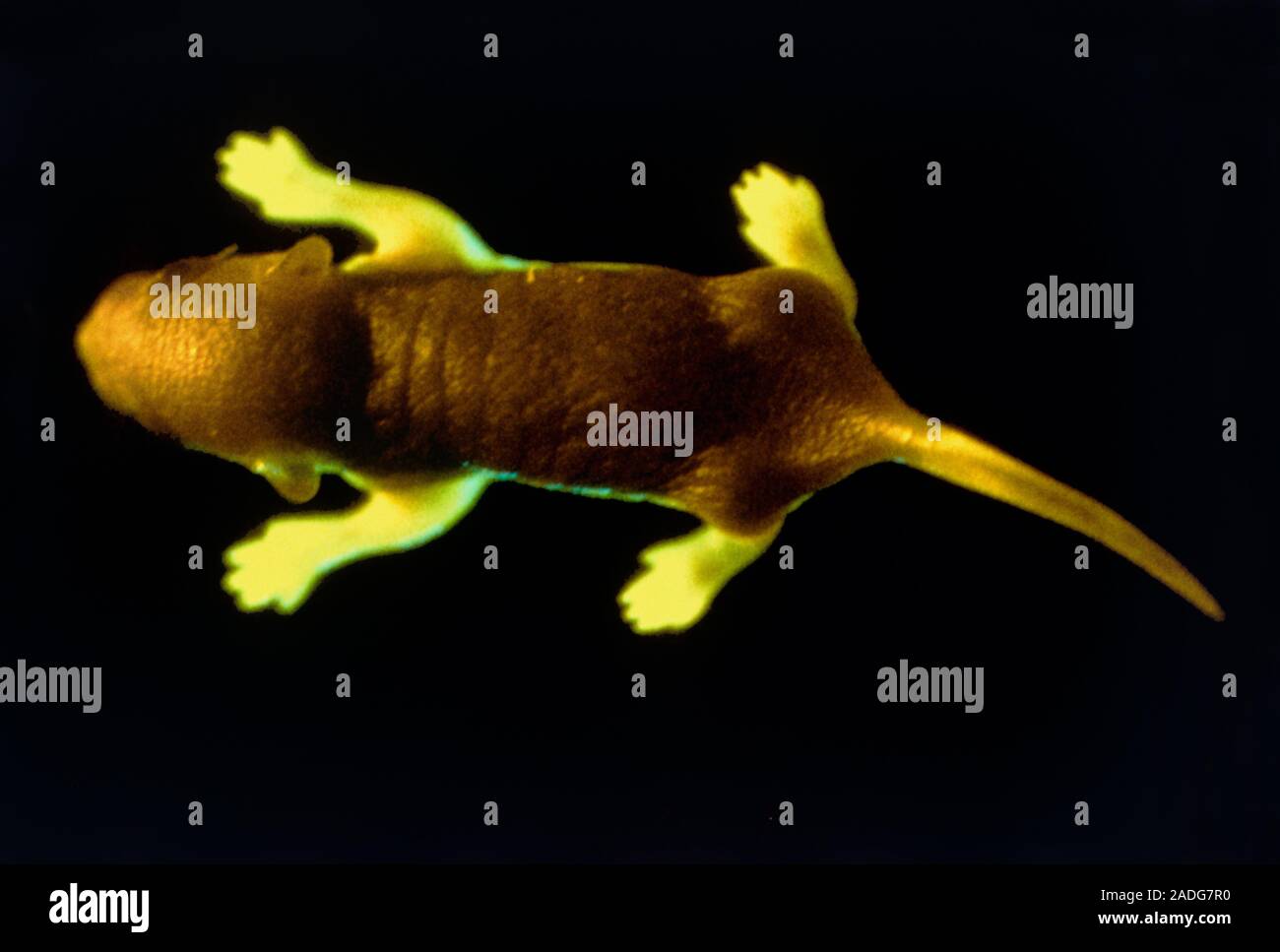 Fluorescent transgenic mouse. This mouse glows green under blue light ...
