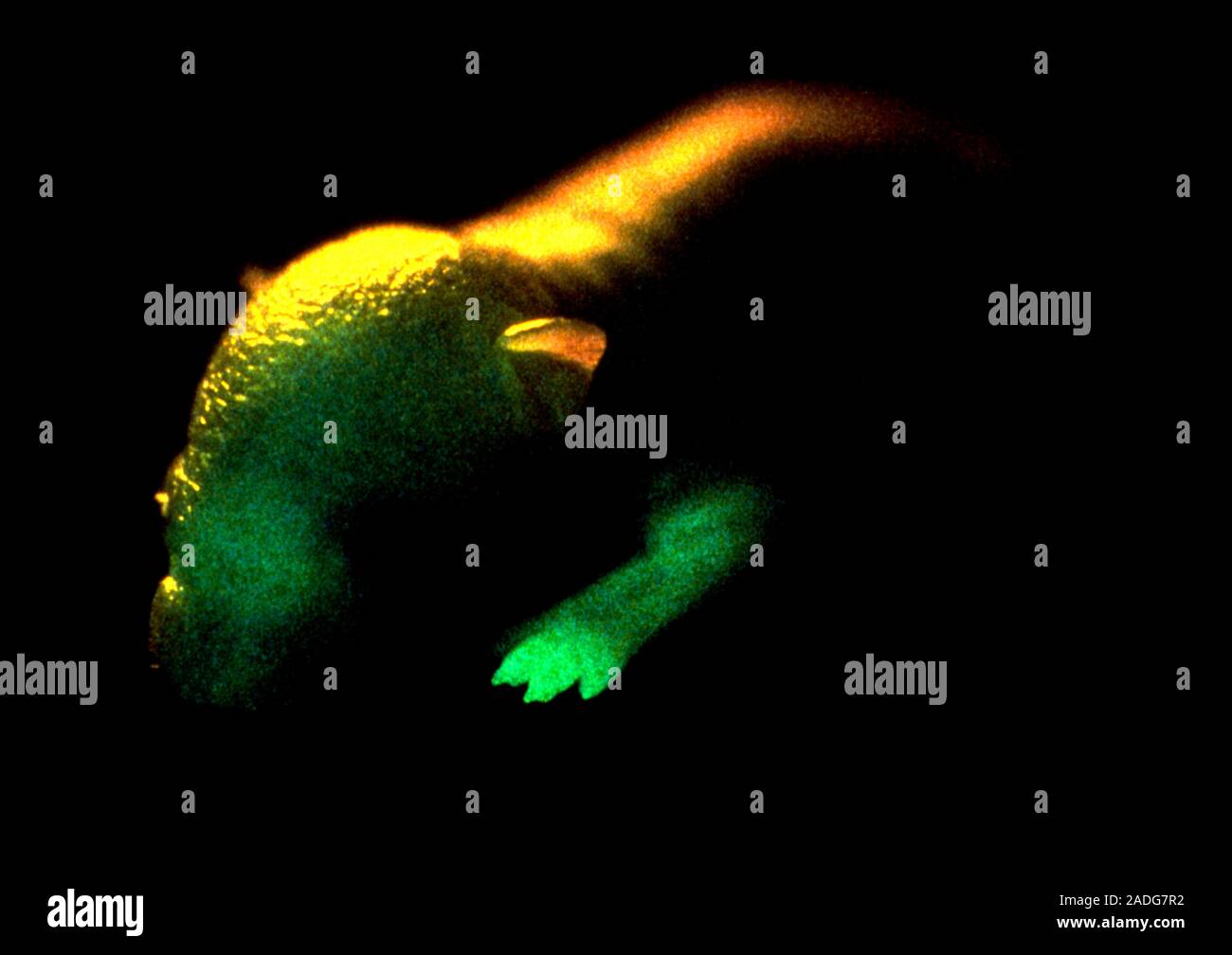 Fluorescent transgenic mouse. This mouse glows green under blue light ...