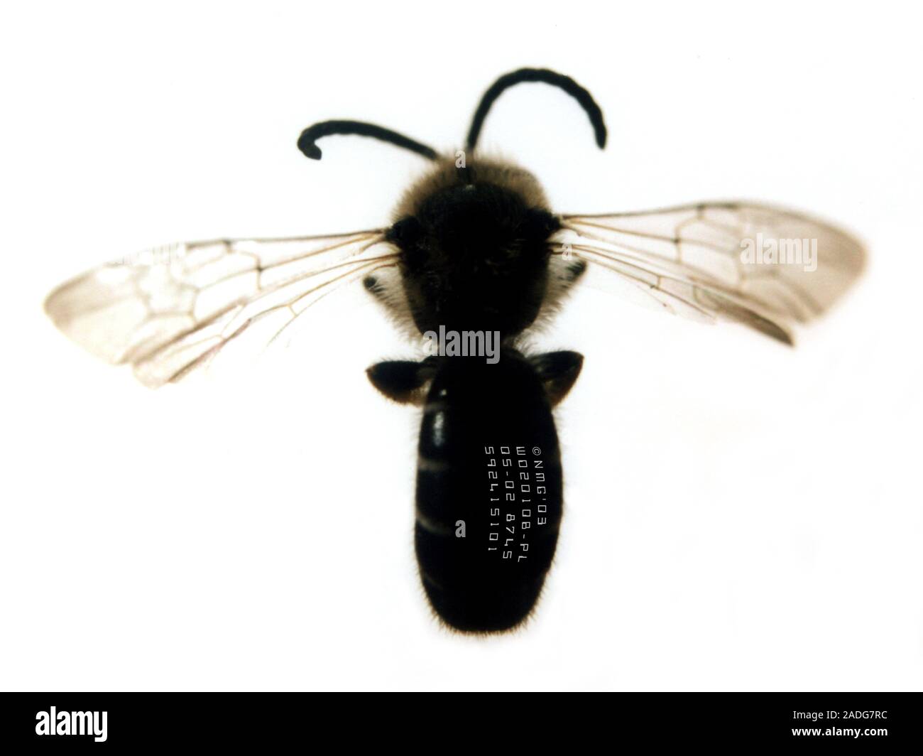 Wasp with serial number. Conceptual computer artwork of a wasp with a ...