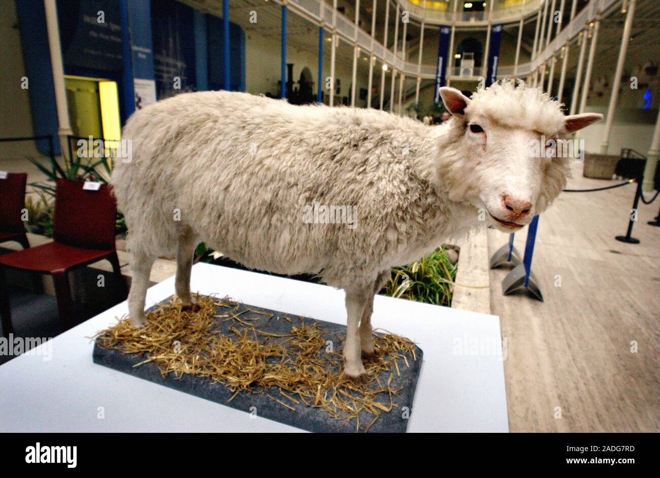 Dolly The Sheep Death You Can See Dolly The Cloned Sheep At A Museum