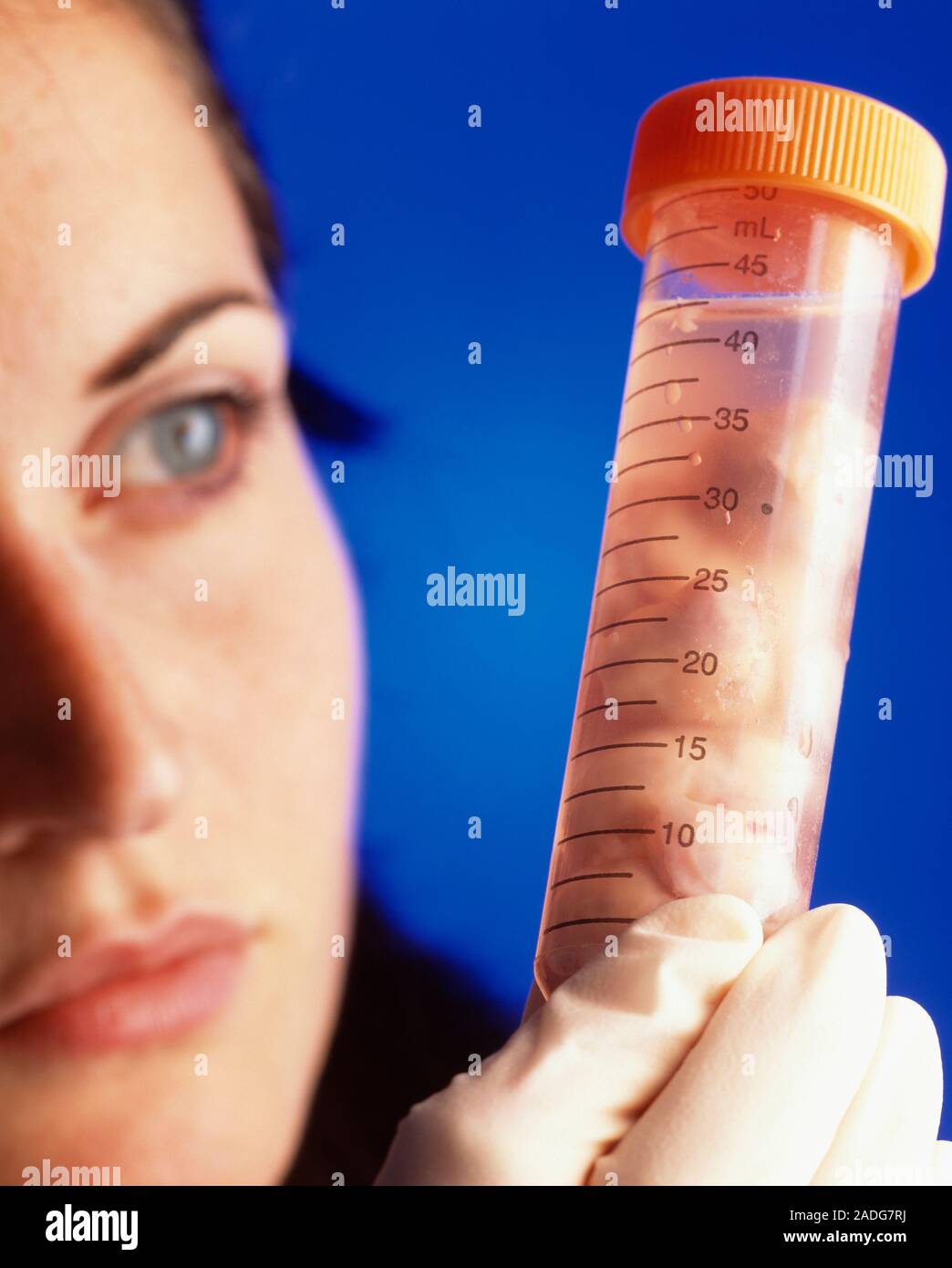 Cloning research. Researcher holding a container of sheep ovaries ...