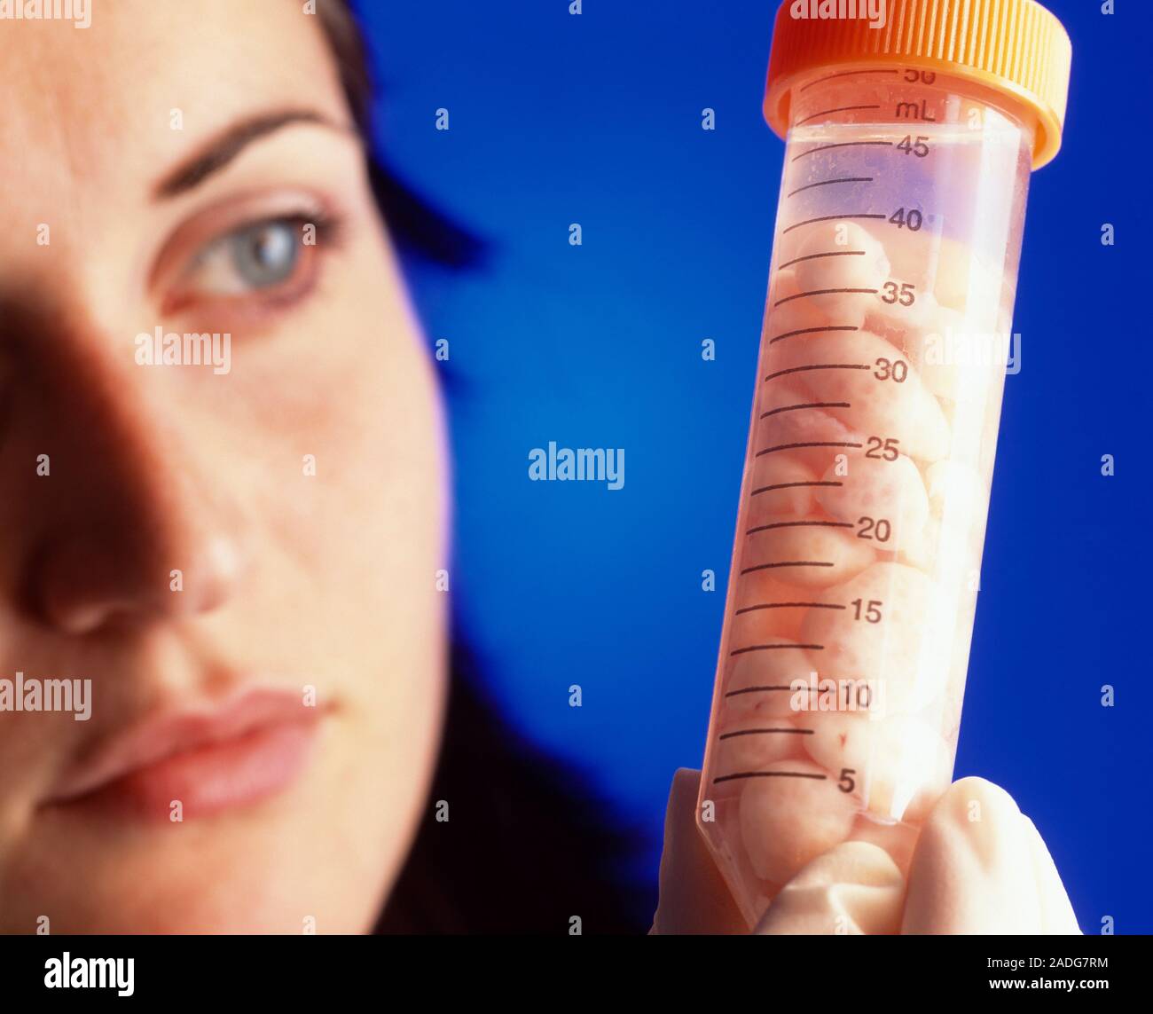Cloning research. Researcher holding a container of lamb ovaries ...