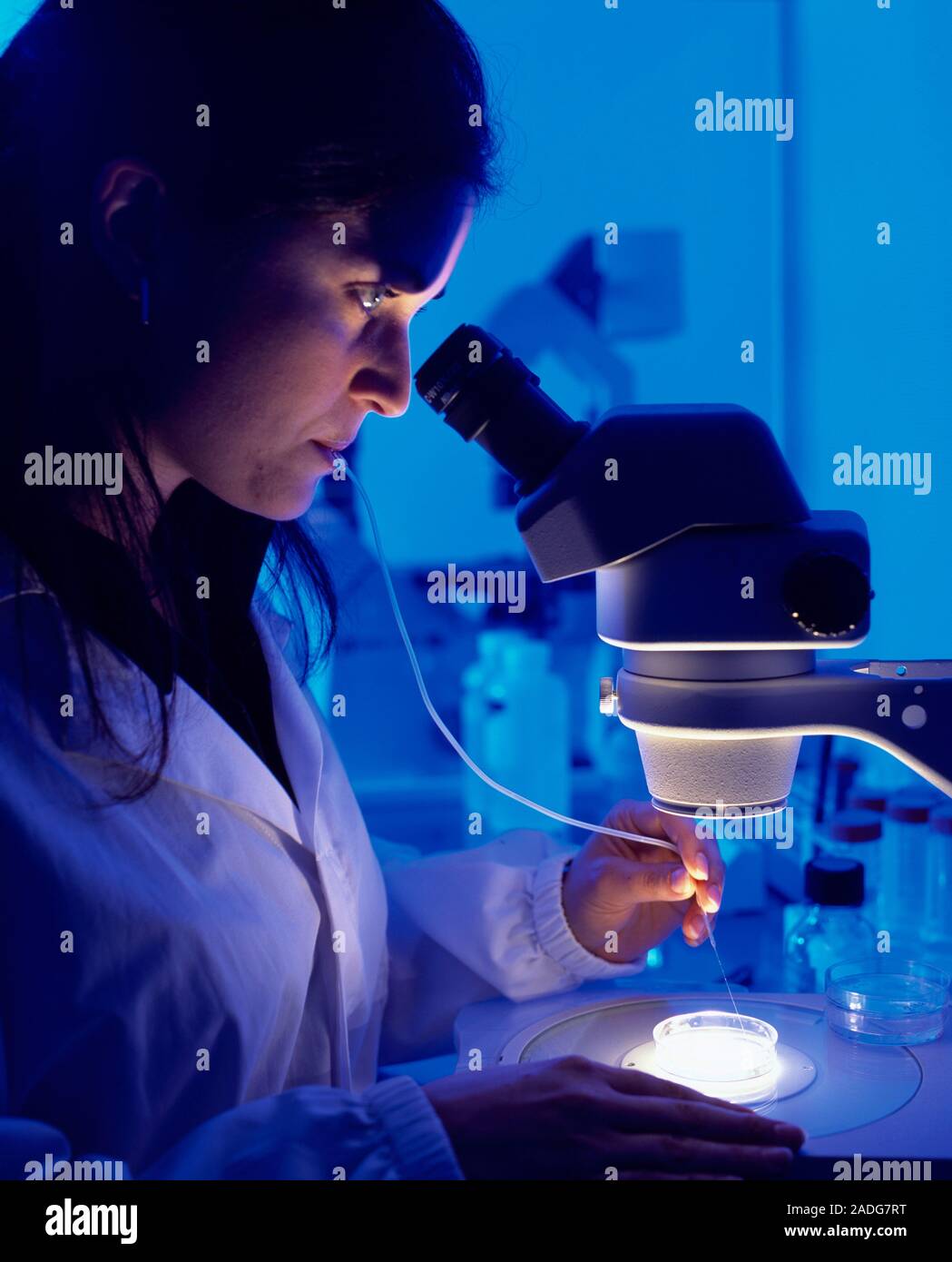 Cloning research. Researcher using a mouth pipette to move oocyte cells ...