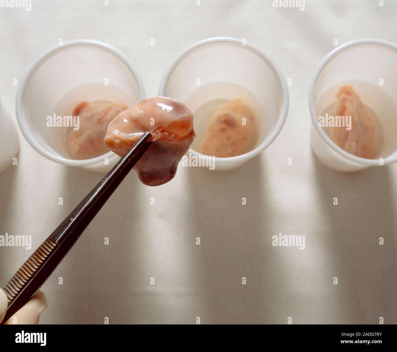 Cloning research. Forceps holding a cow ovary for use in cloning ...