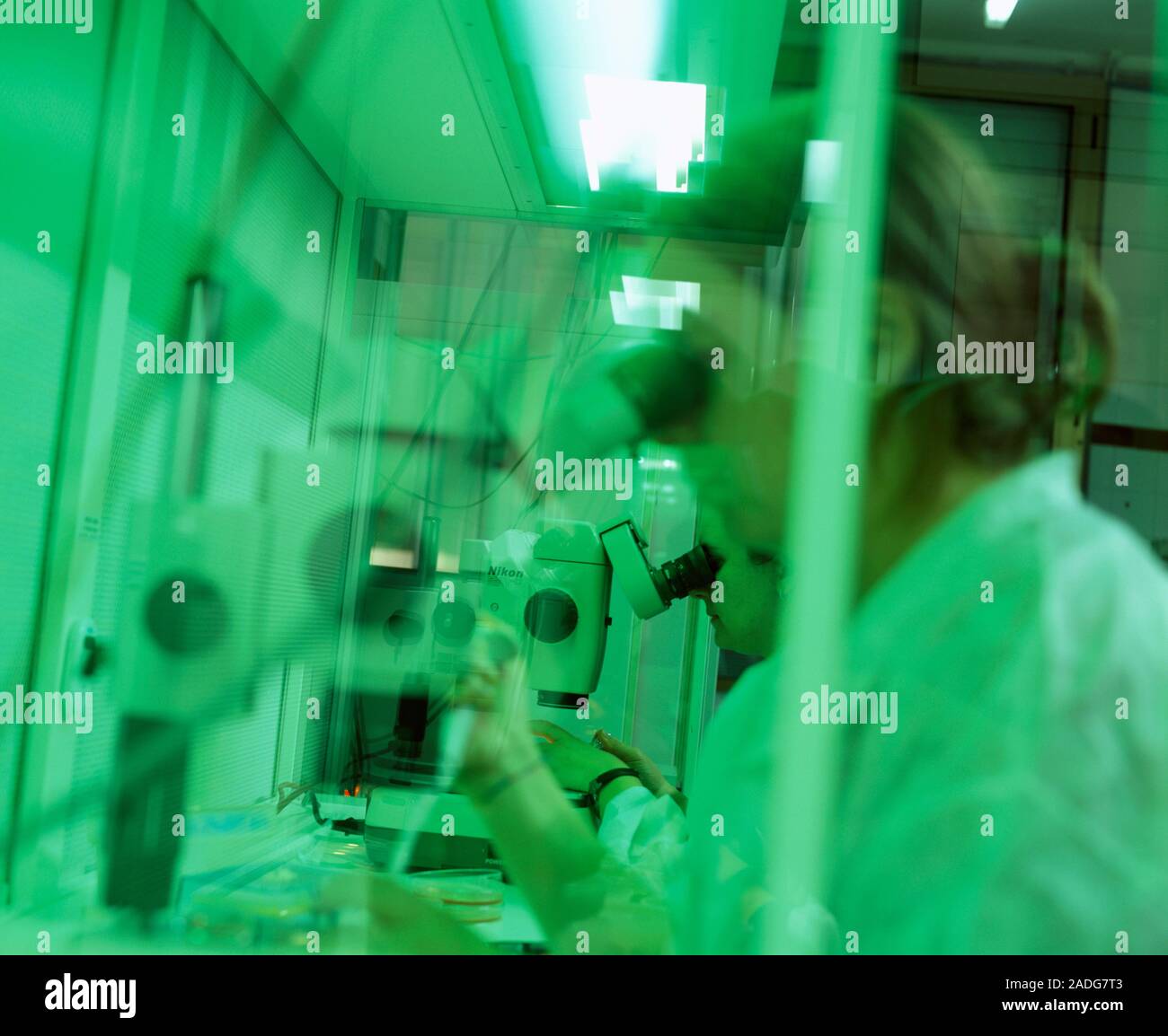 Cloning research. Researchers selecting embryos during bovine cloning ...