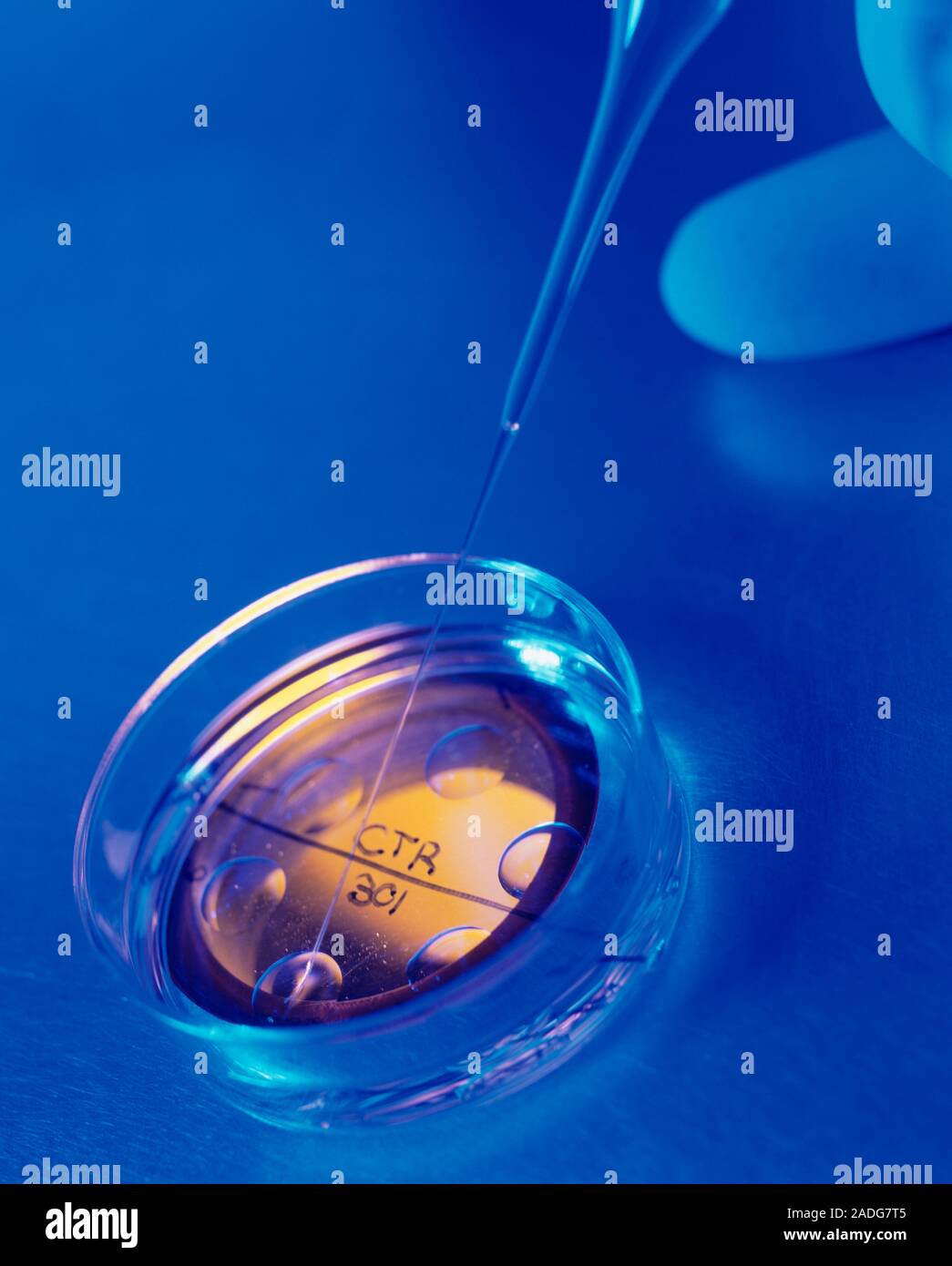 Cloning research. Pipette manipulating cloned cow embryos. The ...