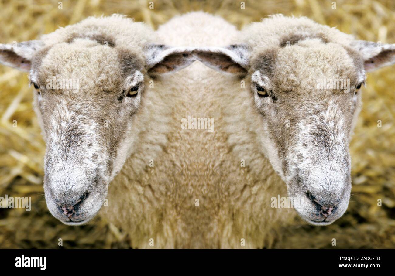 Two-headed sheep. Conceptual image of a sheep (Ovis aries) with two ...