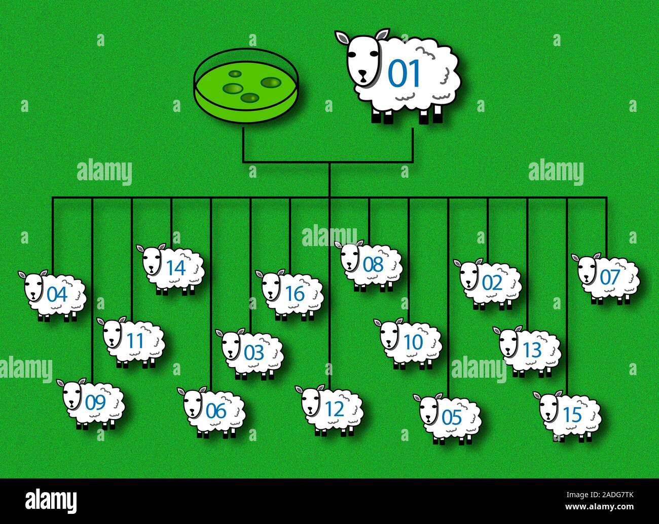 Animal cloning. Computer artwork of a family tree of cloned sheep Stock ...