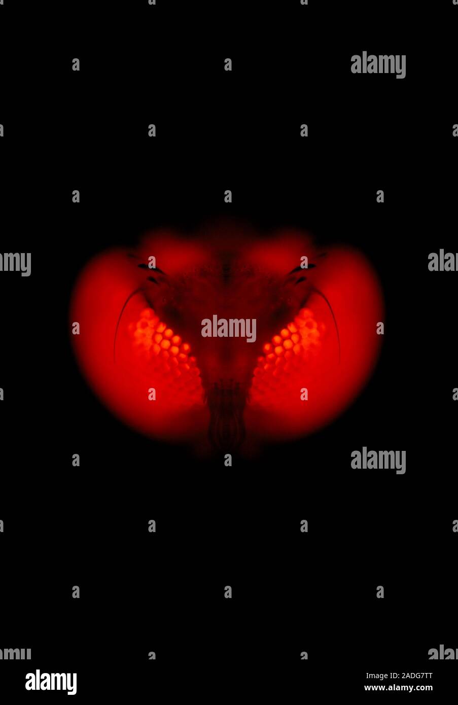 Genetically modified mosquito's eyes. Eyes of a mosquito (Anopheles ...