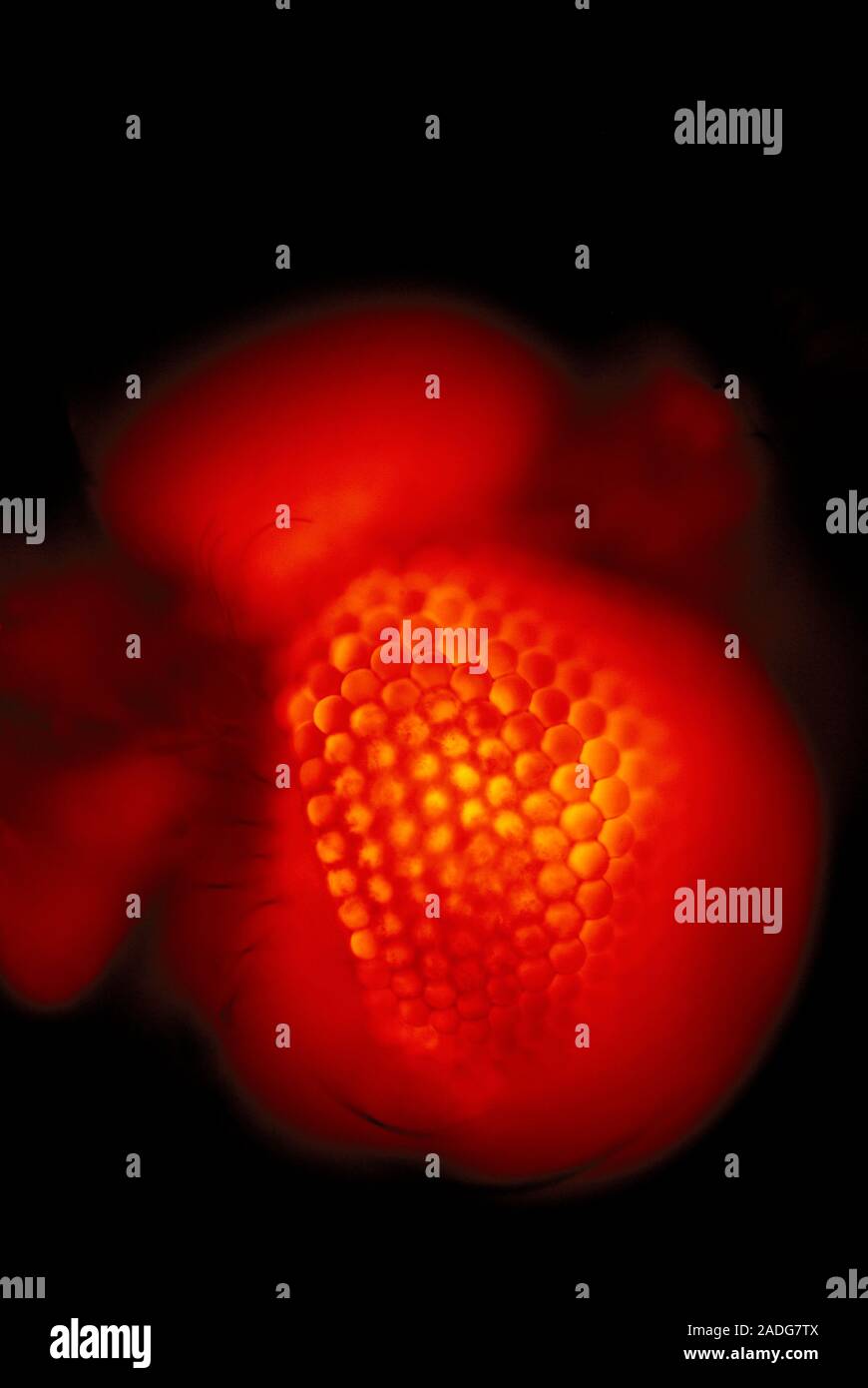 Genetically modified mosquito's eyes. Eyes of a mosquito (Anopheles ...