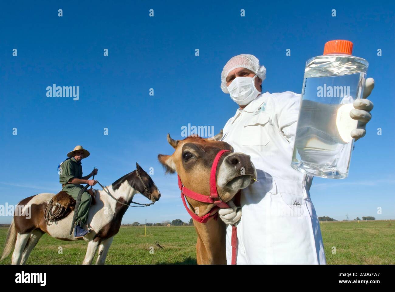 Genetic modification of cows, conceptual image. Researcher in a field ...