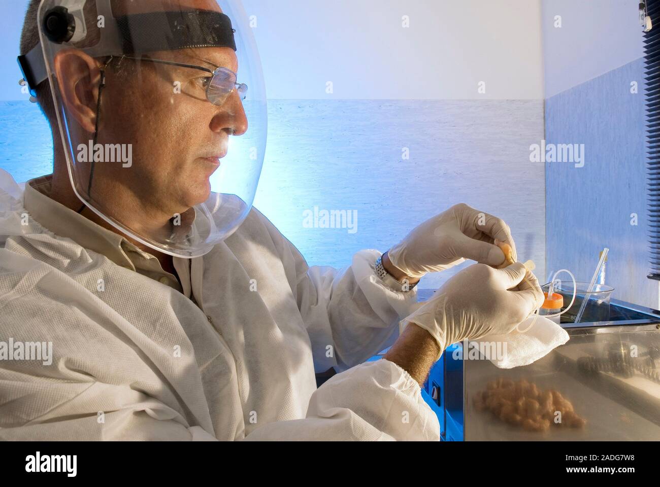 Cloning cows, harvesting eggs. Researcher using laboratory equipment to ...