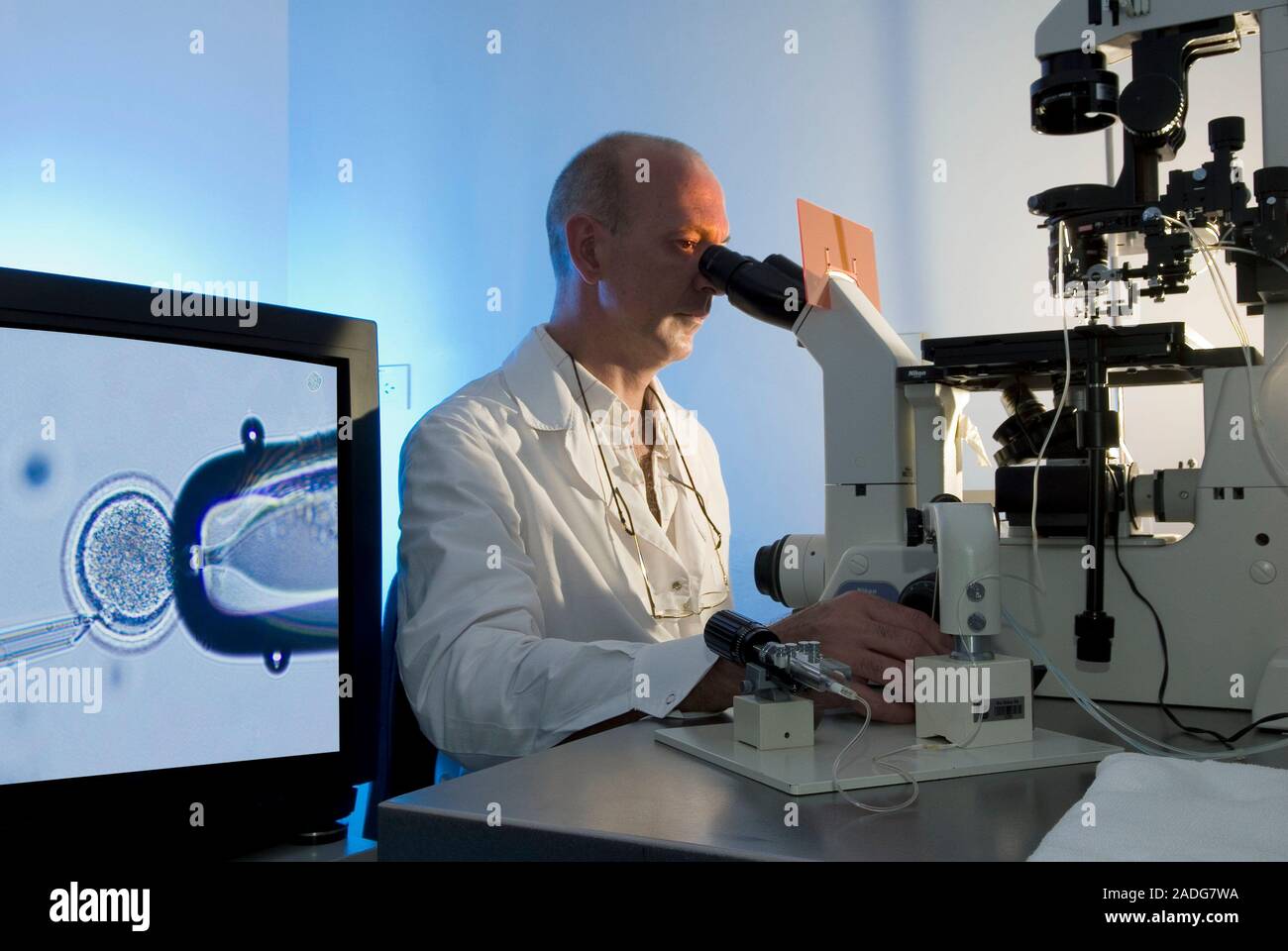 Cloning cows, selecting an egg. Researcher using a microscope to select ...