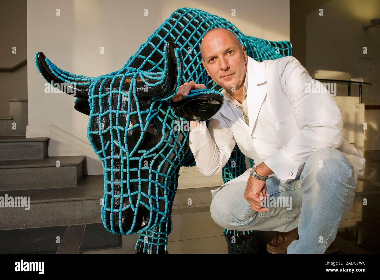 Genetic modification of cows. Researcher next to a model of an Aberdeen ...