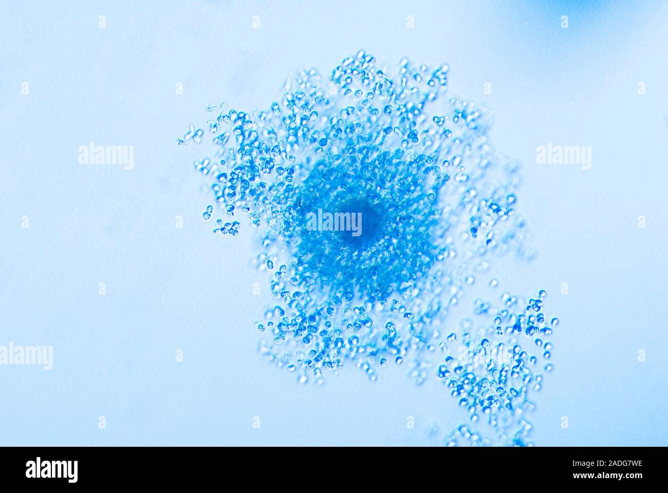 Cloning cows, nuclear transfer. Light micrograph of an egg (female ...