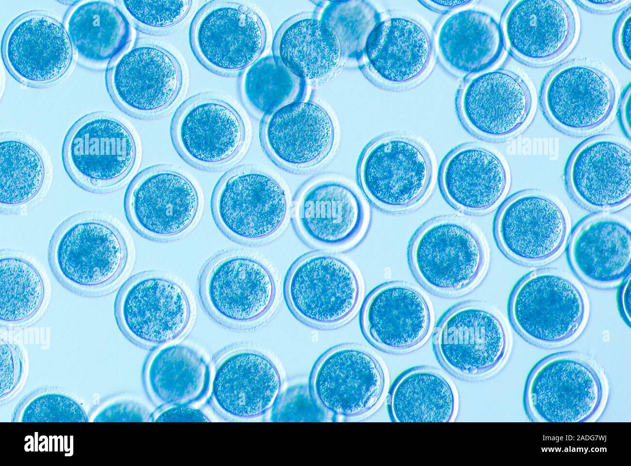 Cloning cows, egg cells. Light micrograph of eggs (female reproductive ...
