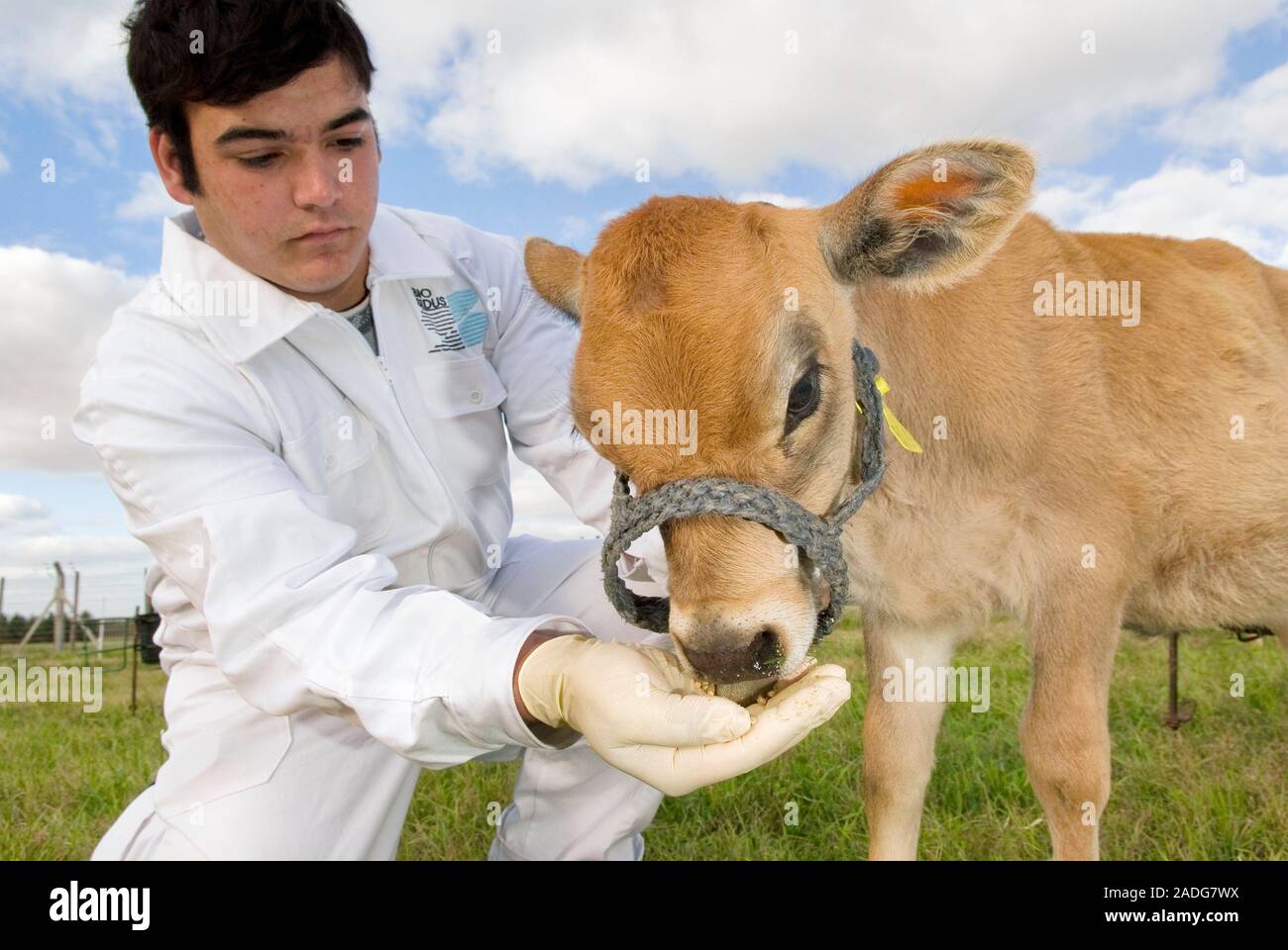 Cloned calf, hand feeding. Researcher using his hand to feed a cloned ...