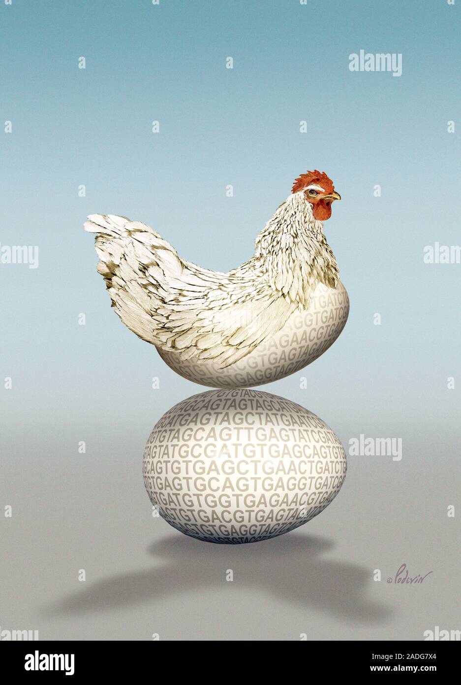 Genetically Engineered Chickens