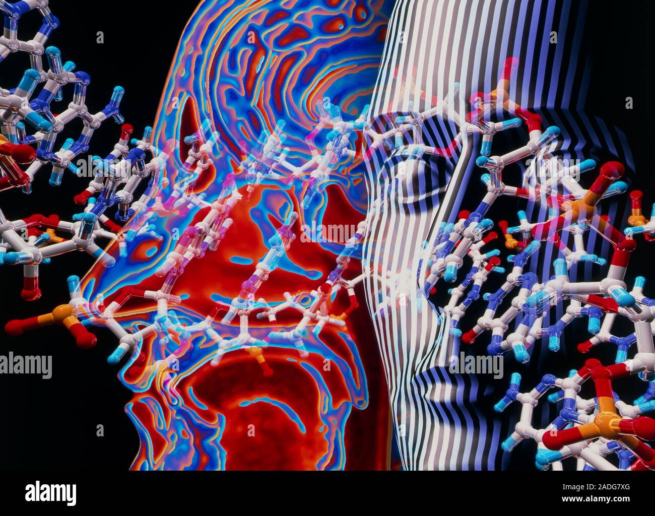 Human cloning. Conceptual artwork representing human cloning by a DNA ...