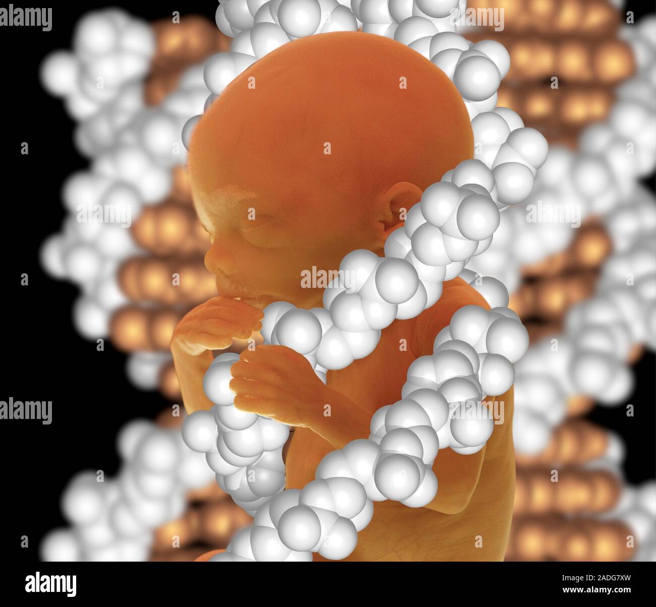 Genetic engineerings. Conceptual composite image representing human ...