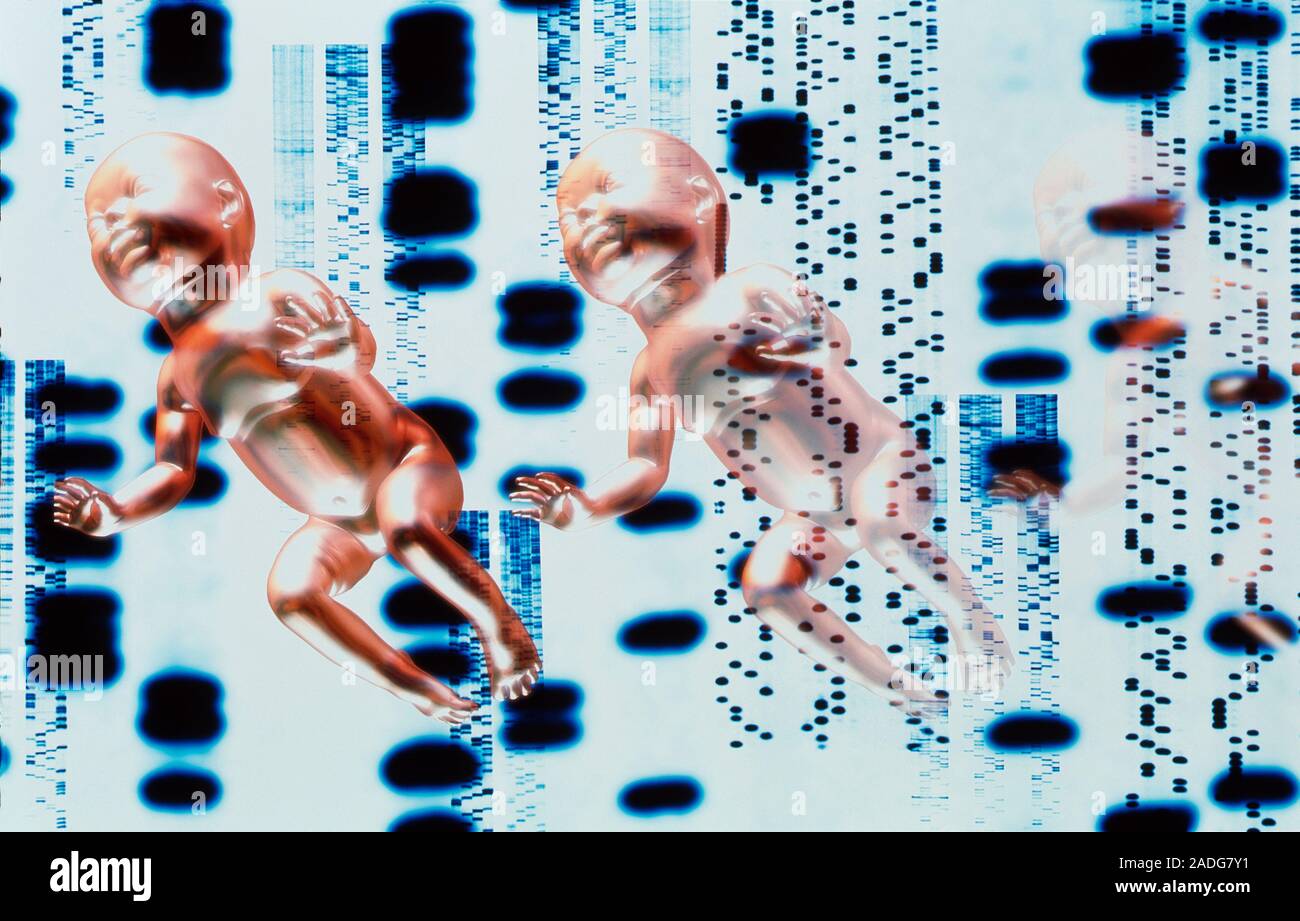 Human cloning. Conceptual computer artwork of cloned babies and the ...