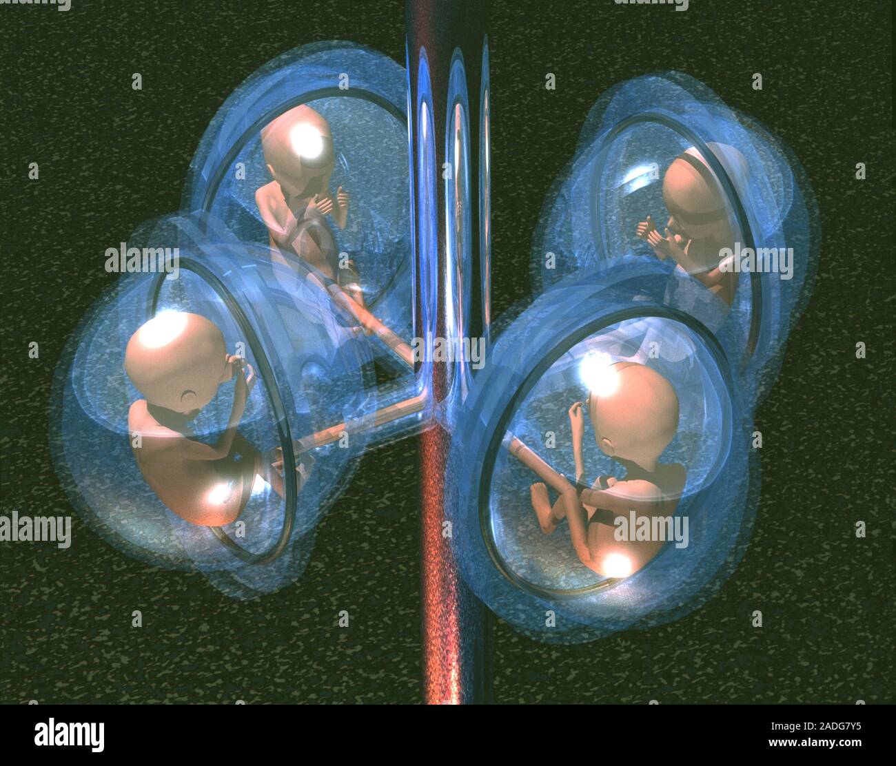Human cloning. Conceptual computer artwork of cloned foetuses ...
