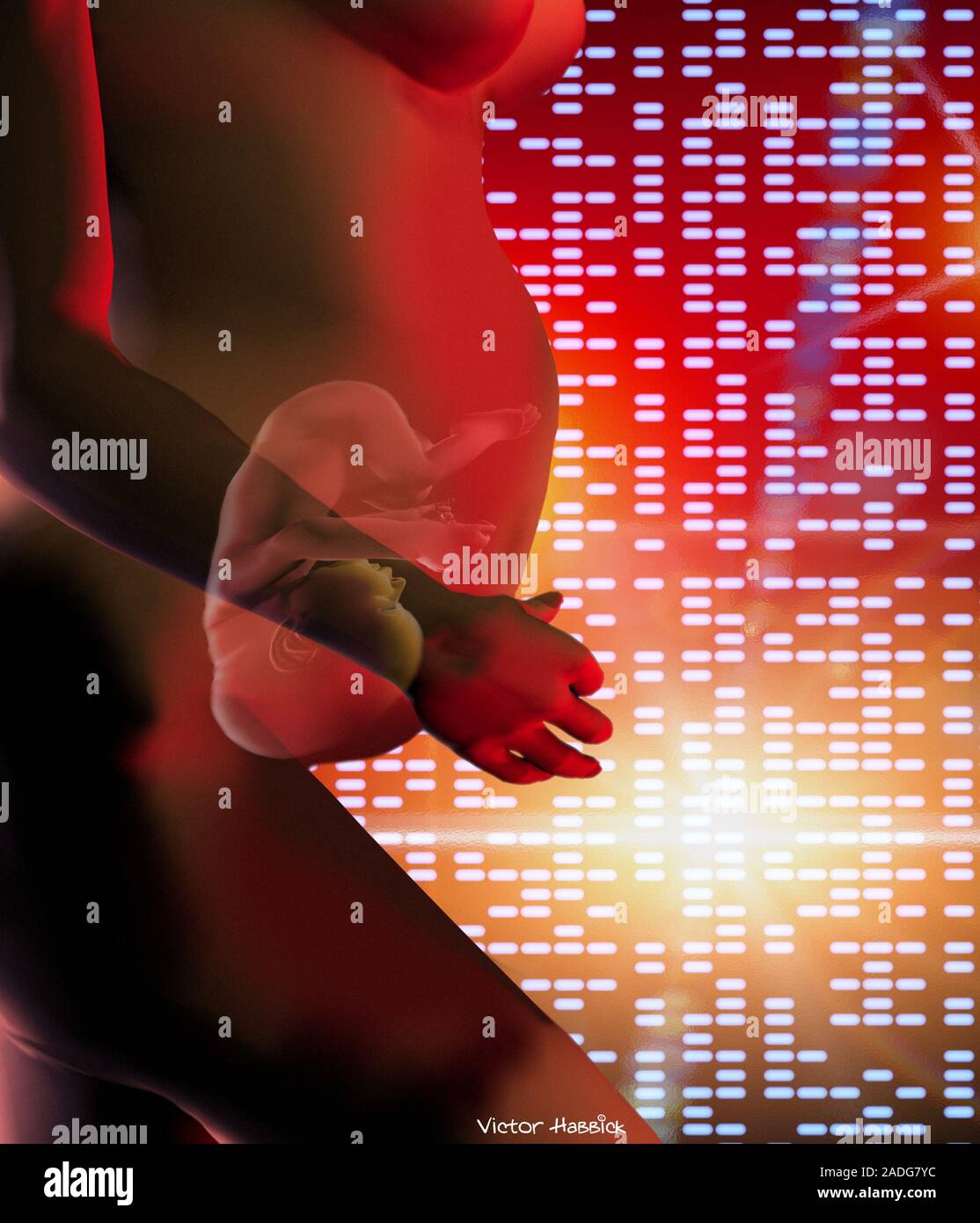 Genetically-engineered baby. Conceptual computer artwork representing a ...