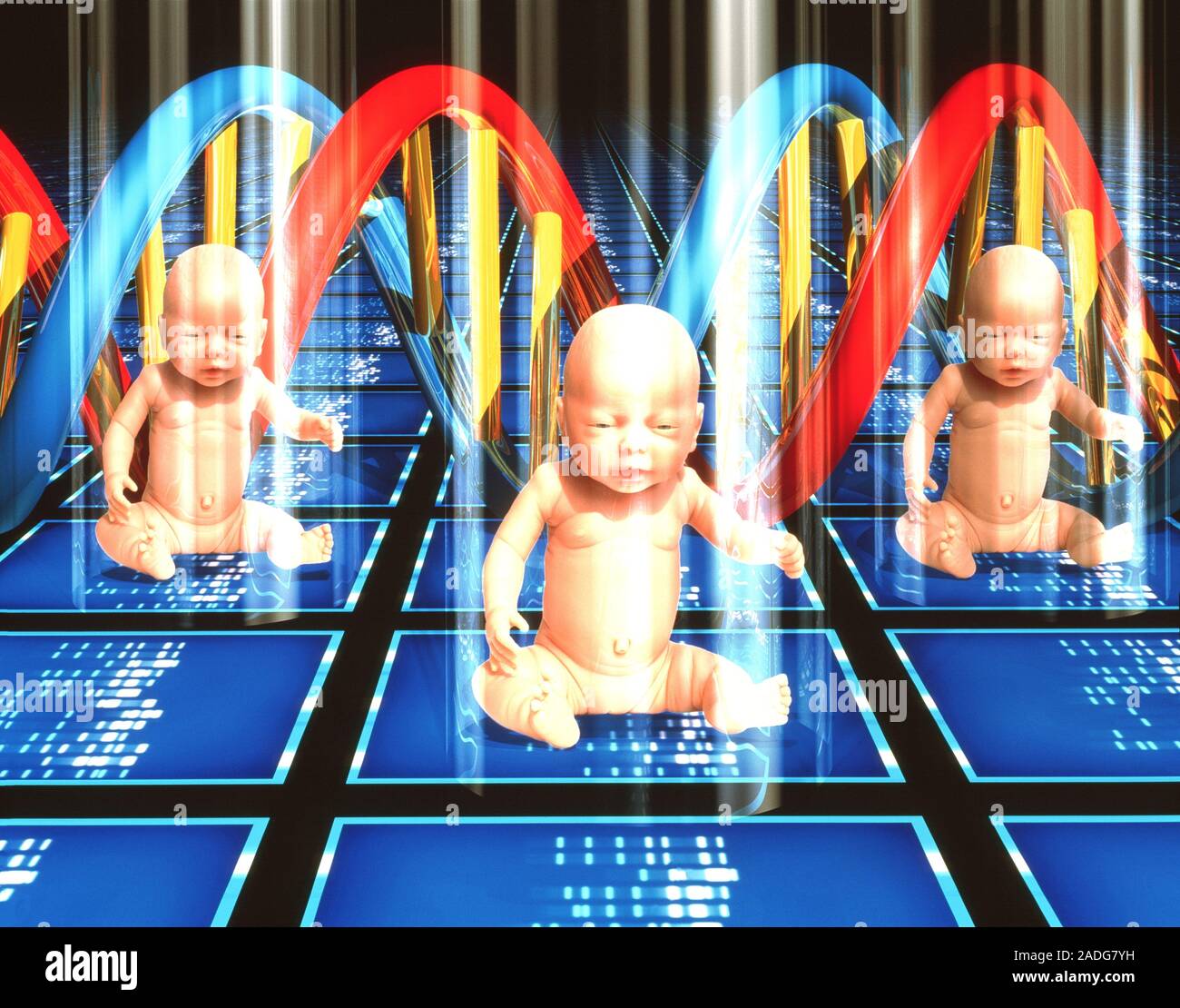 Human cloning. Conceptual computer artwork of identical babies, a DNA ...