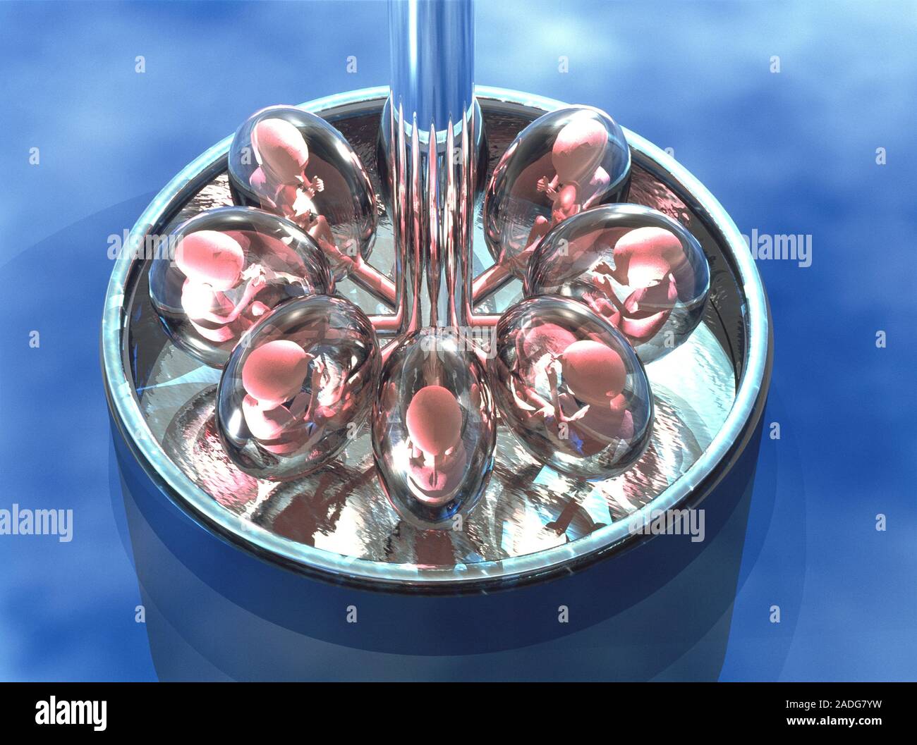 Cloned babies. Conceptual computer artwork of human foetuses developing ...