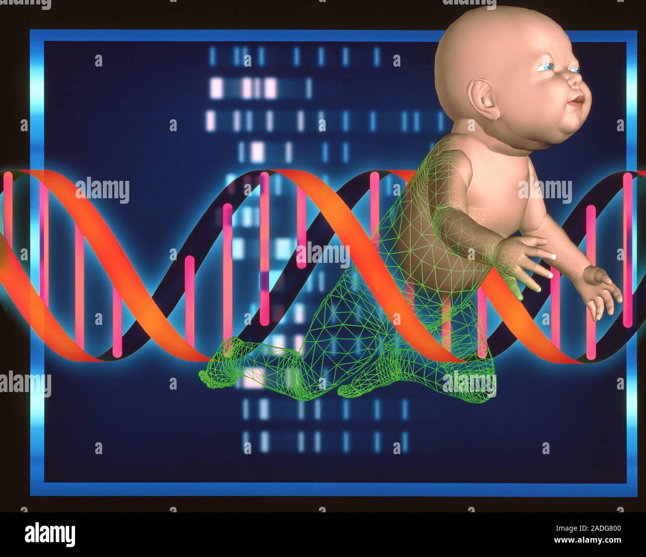 Designer baby. Conceptual computer artwork of a human baby, a DNA ...