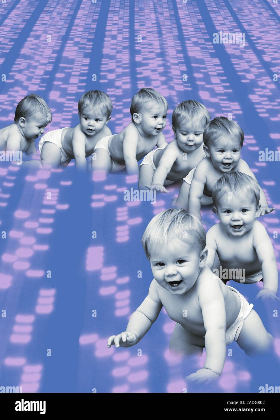 Human cloning. Conceptual image of identical cloned babies crawling ...